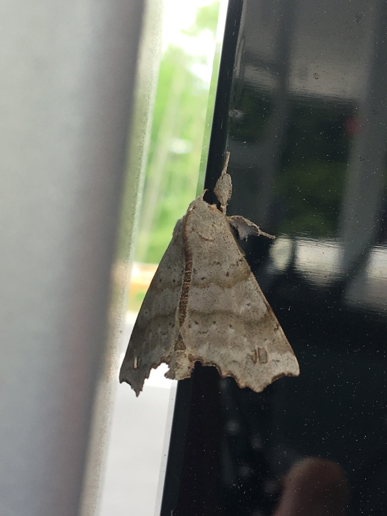 Angel Moth from Templeton Rd, Athol, MA, US on July 8, 2020 at 01:36 PM ...
