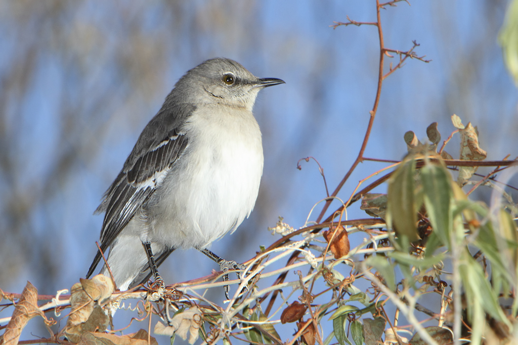 Northern Mockingbird (Birds of the Preserve at Shaker Village ...