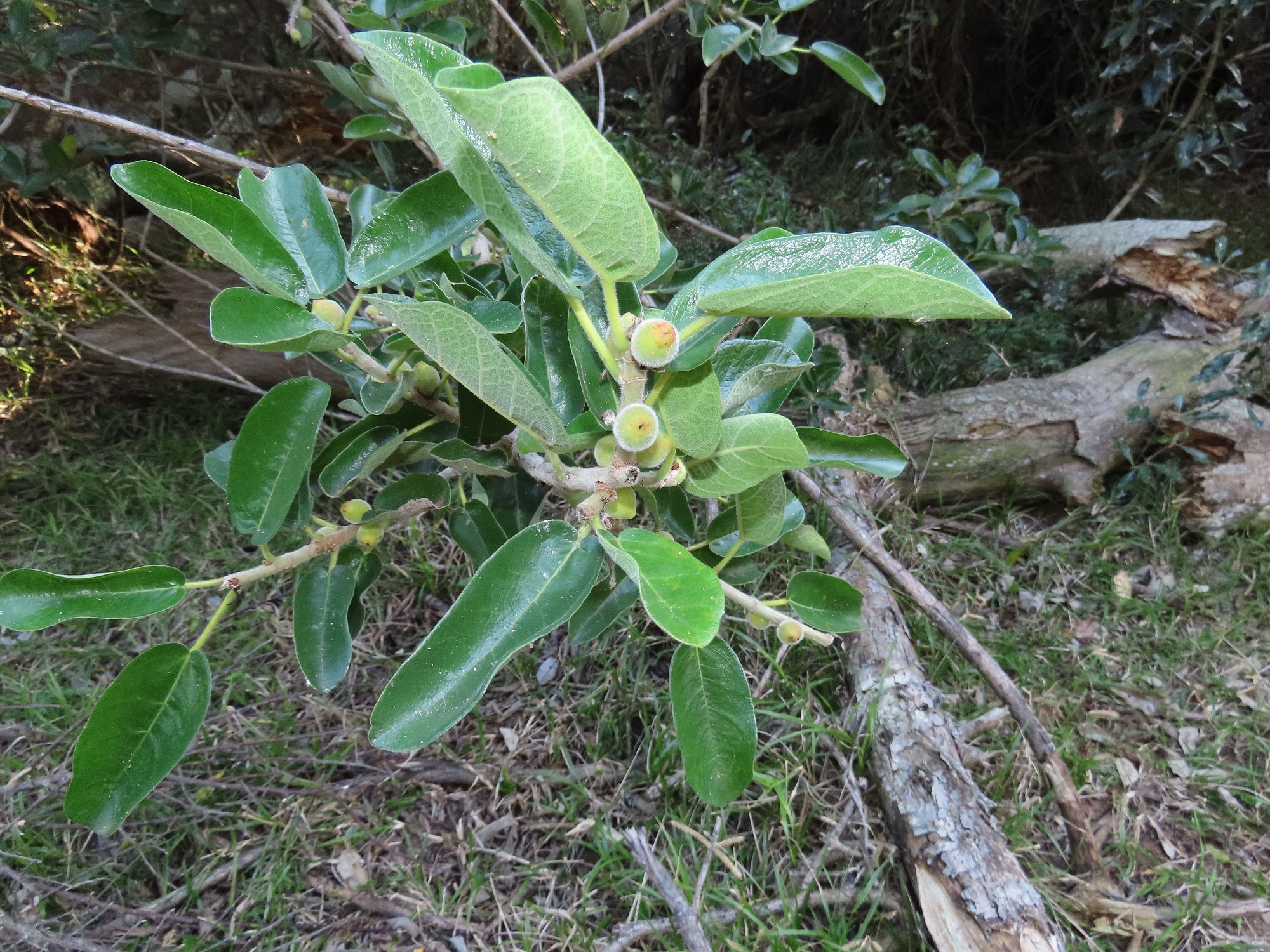 Ficus stuhlmannii Warb.