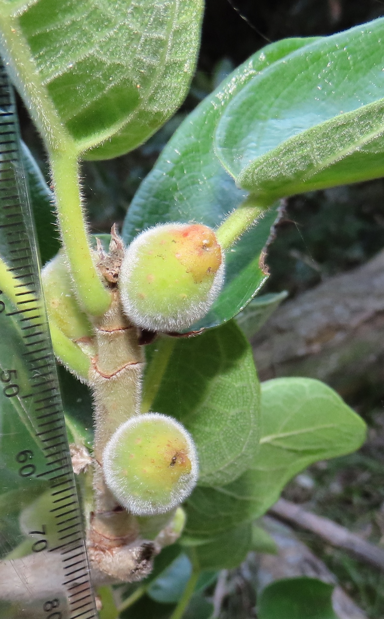 Ficus stuhlmannii Warb.
