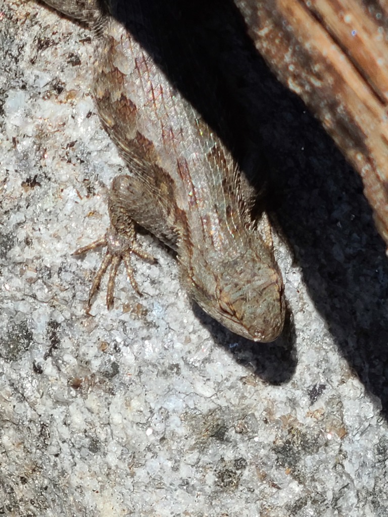 Western Fence Lizard from Idaho County, ID, USA on June 25, 2020 at 11: ...