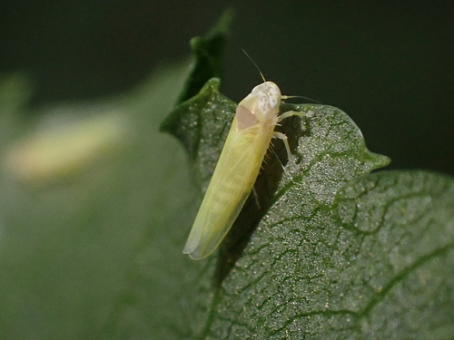 Alnetoidea alneti · iNaturalist United Kingdom