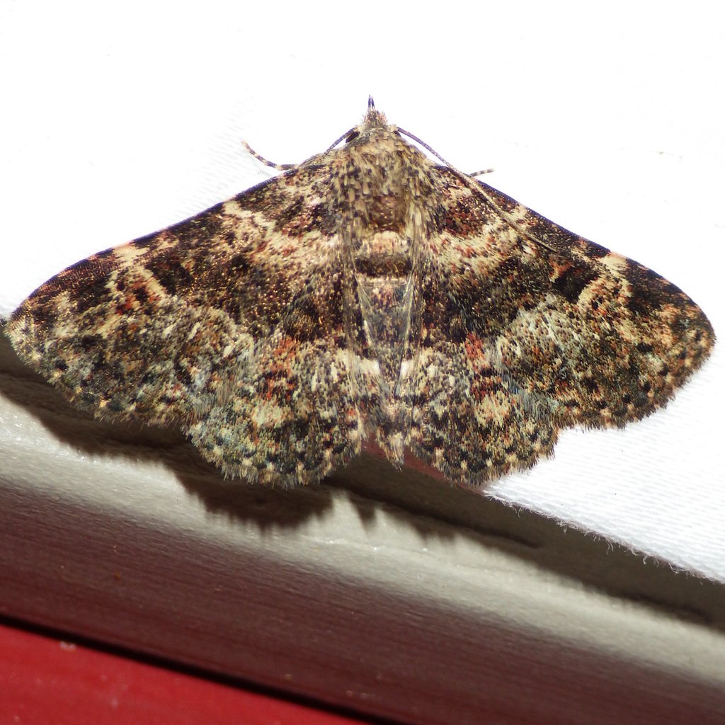 Common Fungus Moth from Fitzgerald Rd, Burdett, NY 14818, USA on July ...