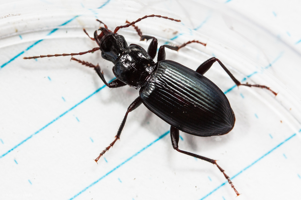 Cosmopolitan Ground Beetle (Madeira Käfer) · iNaturalist