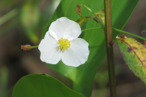 Grass-leaved Arrowhead (Sagittaria graminea)