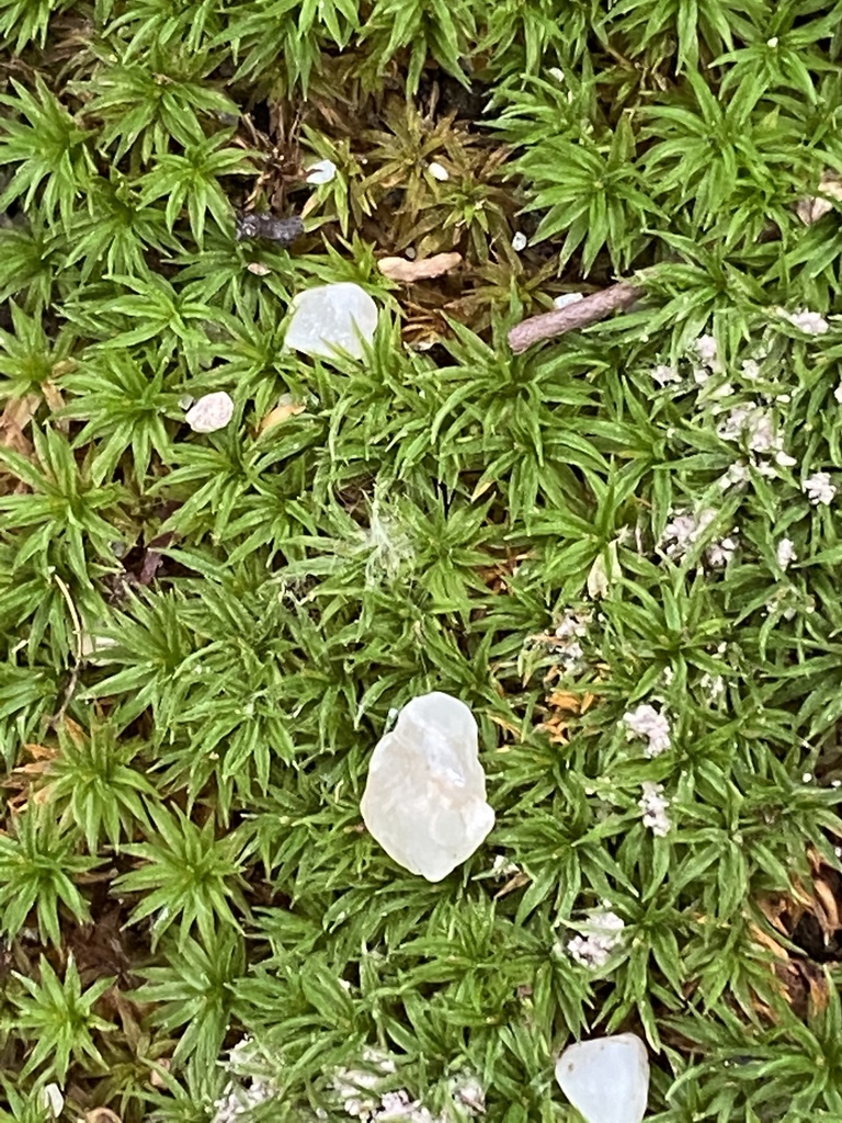 Catherine's moss from Massapequa Preserve, Massapequa Park, NY, US on ...