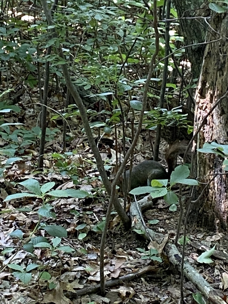 Eastern Gray Squirrel from Massapequa Preserve, Massapequa, NY, US on ...