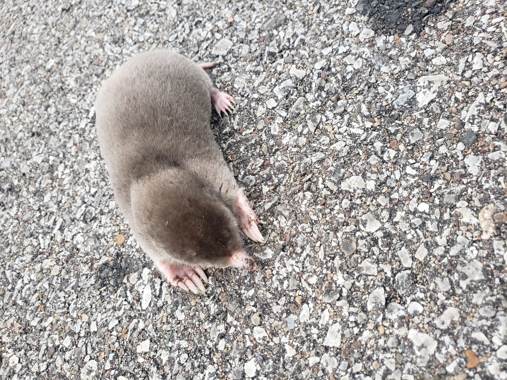 Eastern Mole from Scottsburg, IN 47170, USA on July 8, 2020 at 05:50 PM ...