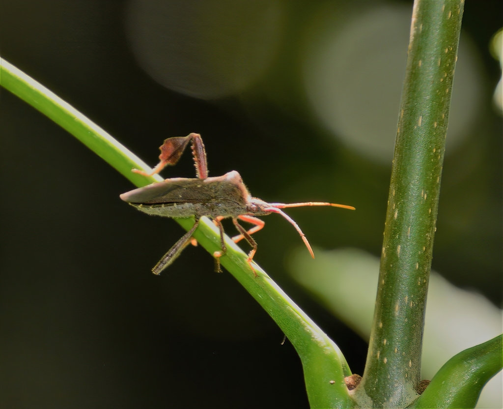 Northern Leaf-footed Bug from Pasadena, MD 21122, USA on July 8, 2020 ...