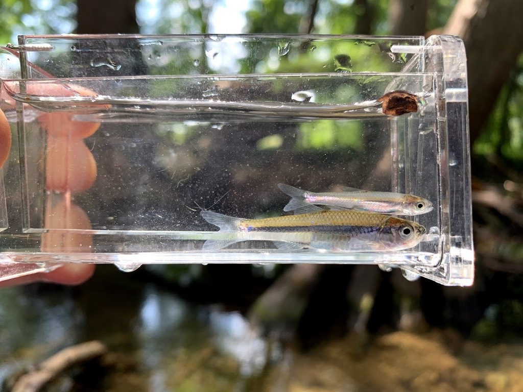 Weed Shiner from Boerne, TX 78006, USA on July 8, 2020 at 03:30 PM by ...
