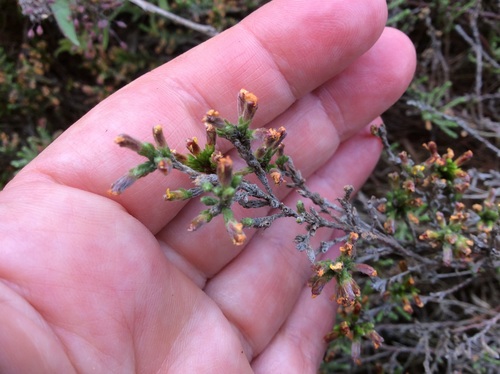 sand-heather (Variety Hudsonia tomentosa tomentosa) · iNaturalist