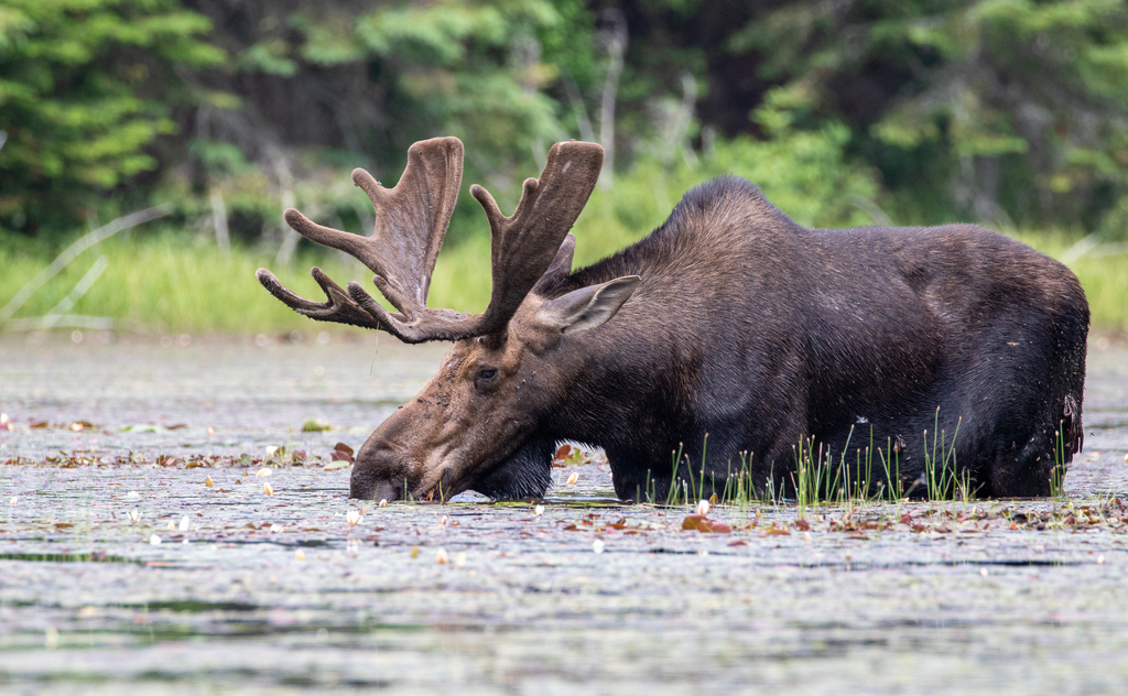 Eastern Moose (Alces alces americana) - Know Your Mammals
