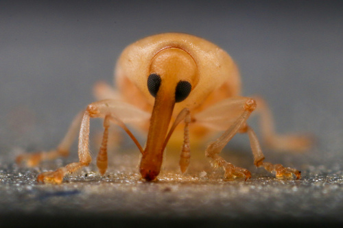 Genus Notolomus · iNaturalist