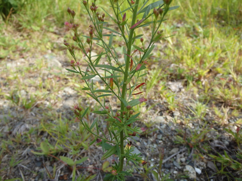 narrowleaf pinweed (Sand and Granitic Barren for Restoration Plantings ...
