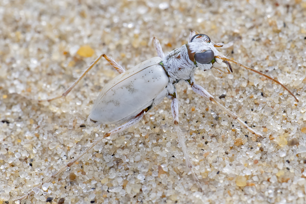 Ghost Tiger Beetle in June 2019 by Mark Shields · iNaturalist