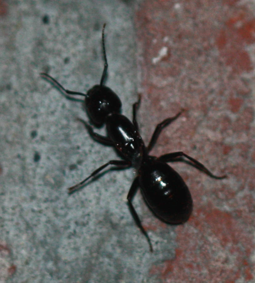 Hairless Smooth Carpenter Ant from Healdsburg on May 03, 2014 at 12:50 ...
