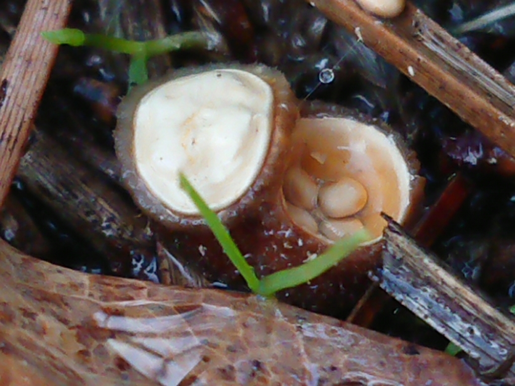 Crucibulum from Hagley Park on July 09, 2020 at 09:01 AM by bythepark ...