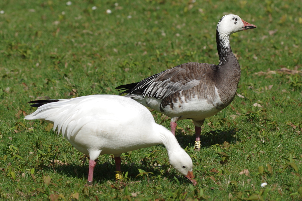 Snow Goose (Birds of Vancouver Guide ) · iNaturalist
