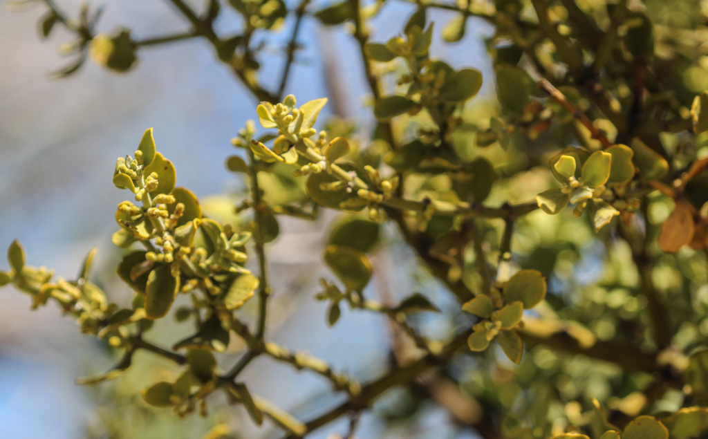 leafy mistletoes from , Texas, United States on July 25, 2016 at 03:36 ...