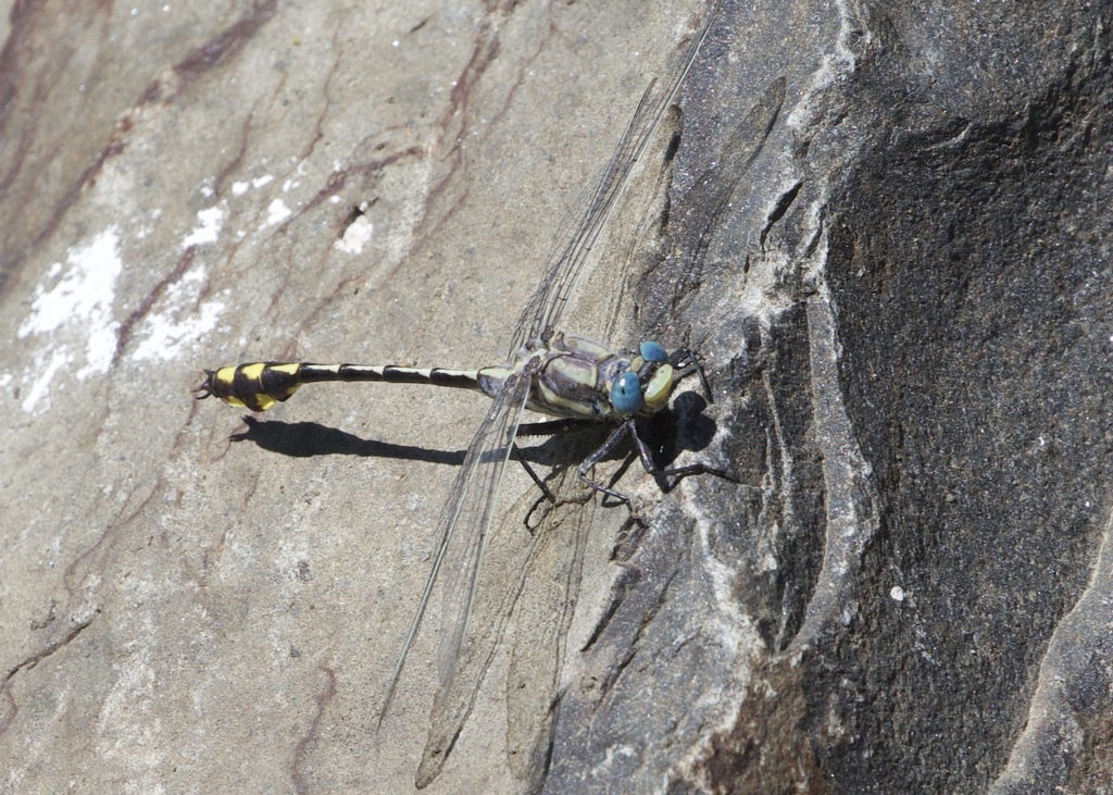 Columbia Clubtail in July 2020 by RJ Baltierra. Plenty more odes to ...