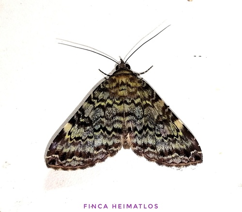 Coenipeta polynoe · iNaturalist