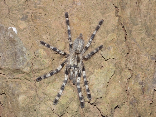 Tiger Ornamental Tarantula (Poecilotheria tigrinawesseli) · iNaturalist ...