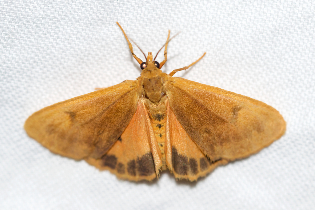 Rusty Virbia Moth from Frontenac County, ON, Canada on July 6, 2020 at ...
