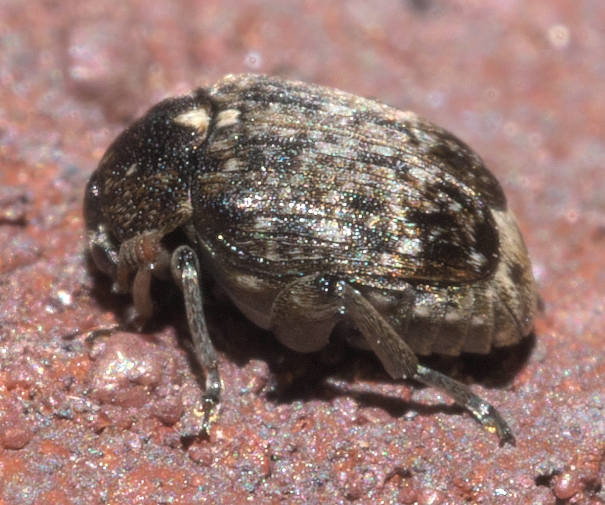 Bruchus brachialis Fåhraeus, 1839