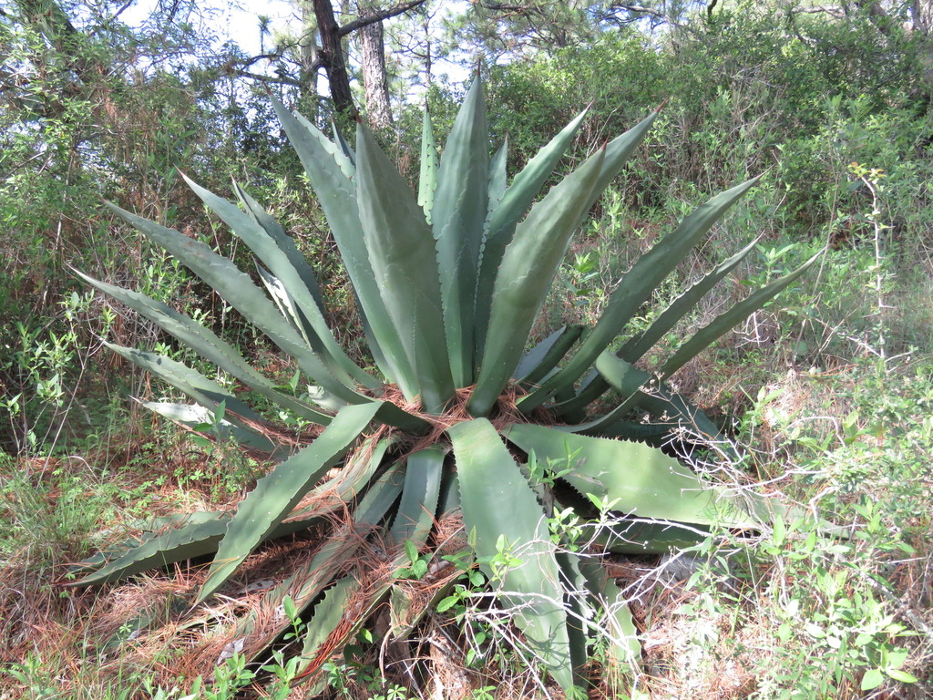 Agave inaequidens from Tapalpa, Jal., México on July 5, 2020 at 09:49 ...