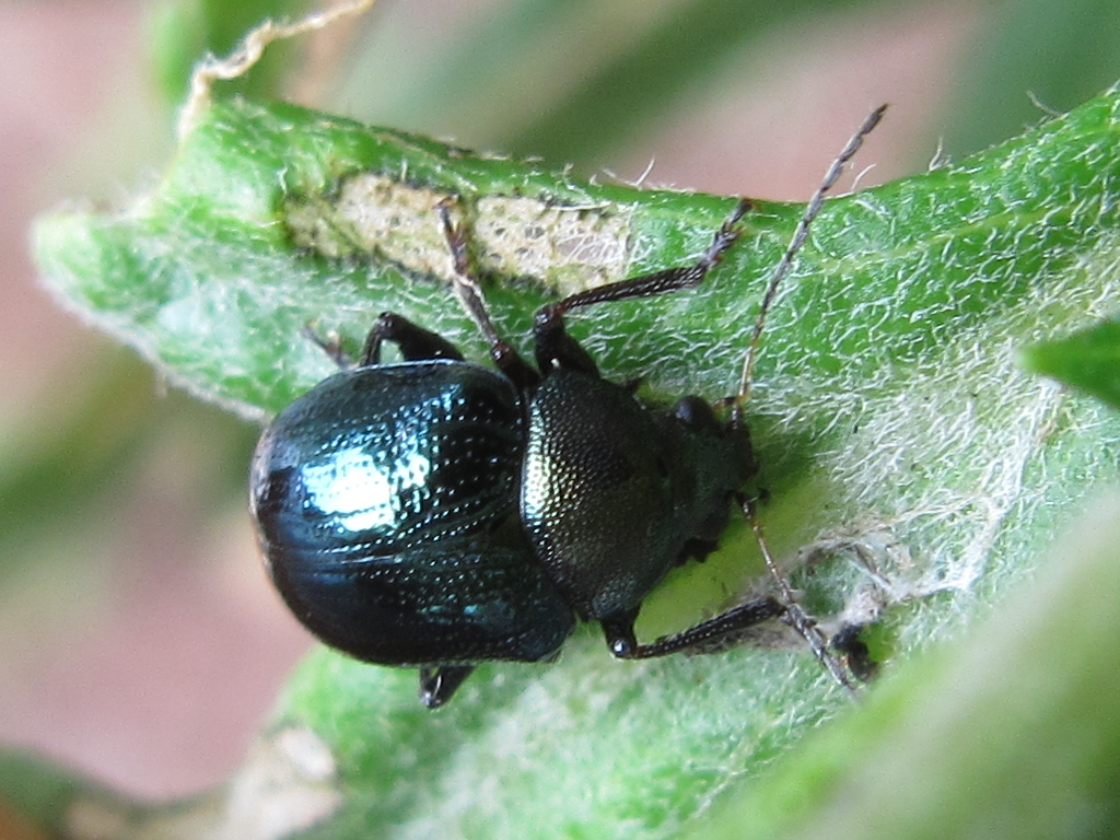 Dactylispa fulvipes (Motschulsky, 1861)