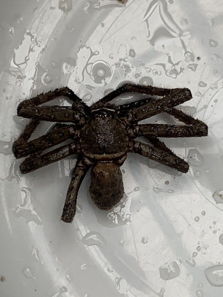 Pantropical Huntsman Spider from Kushima, JP on July 09, 2020 at 02:25 ...
