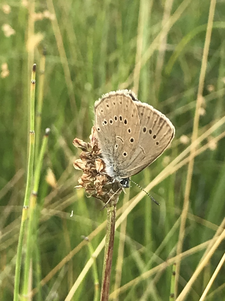 Scarce Large Blue in July 2020 by rupicapra · iNaturalist