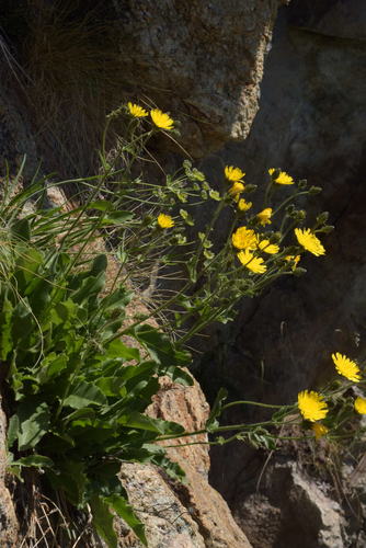 Wall Hawkweed (Subspecies Hieracium amplexicaule pulmonarioides ...