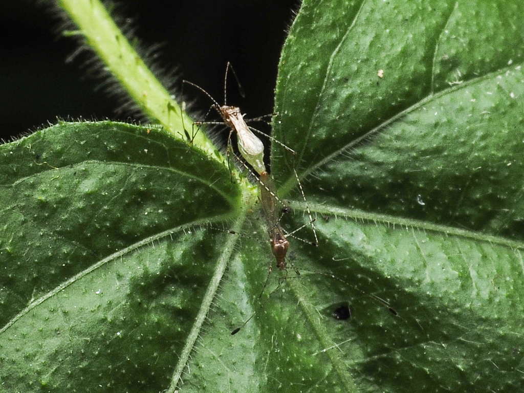 Metacanthus pulchellus from 香港南生圍 on July 9, 2020 at 01:26 AM by Hsiu ...