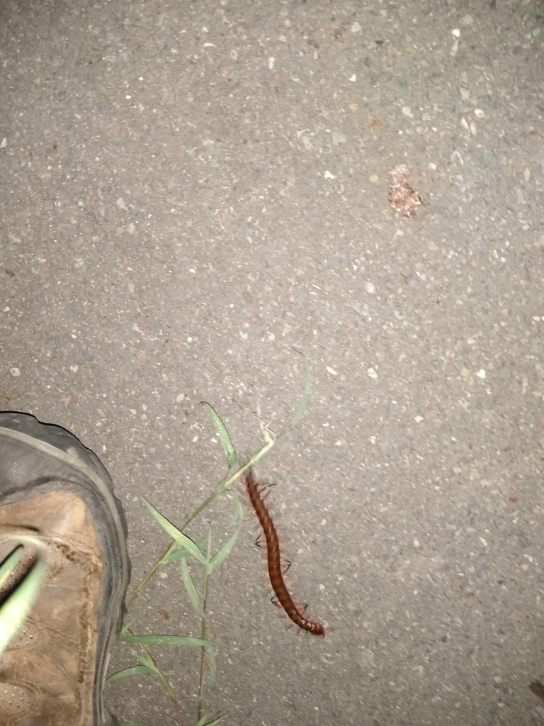 Caribbean Giant Centipede from 3017 Estate Orange Grove, Green Cay, St ...