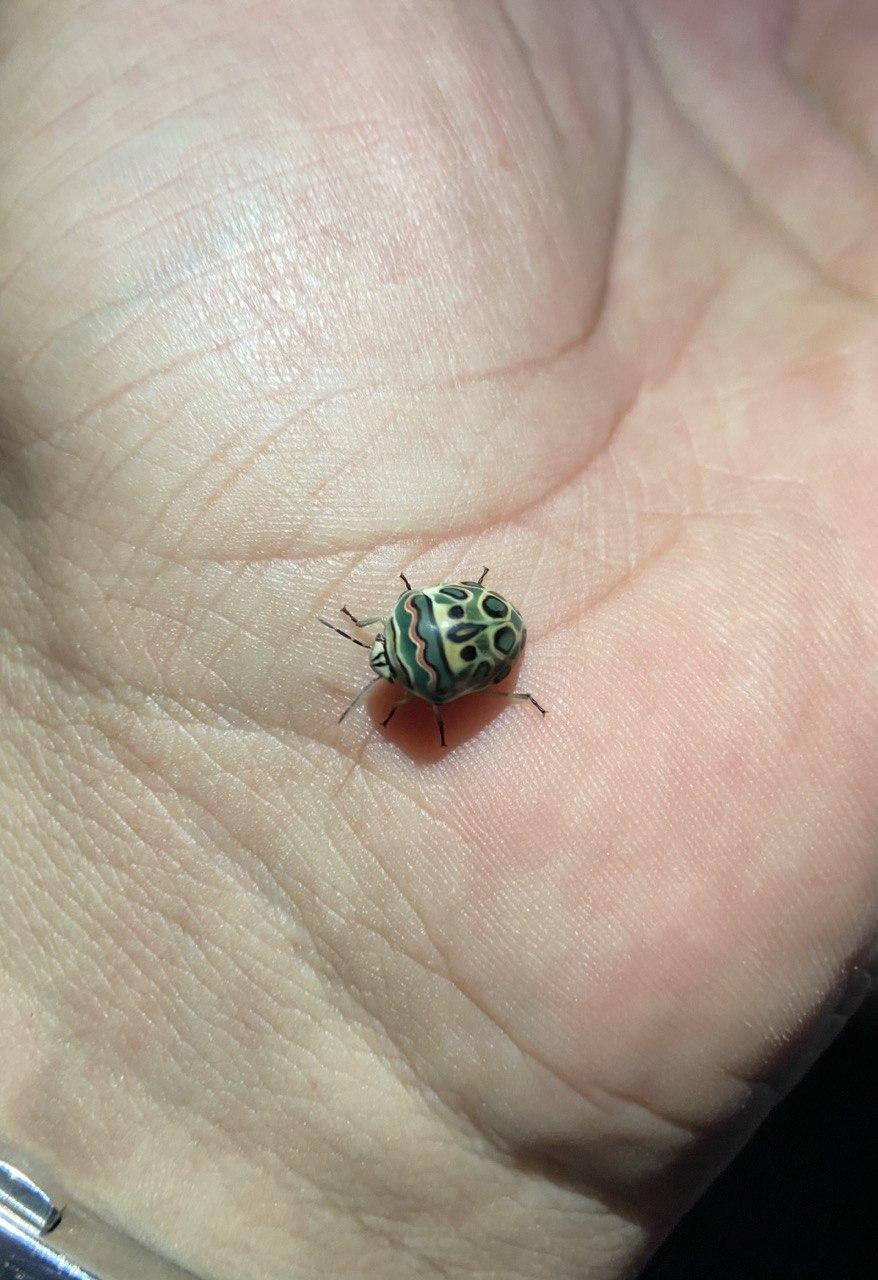 Sphaerocoris annulus