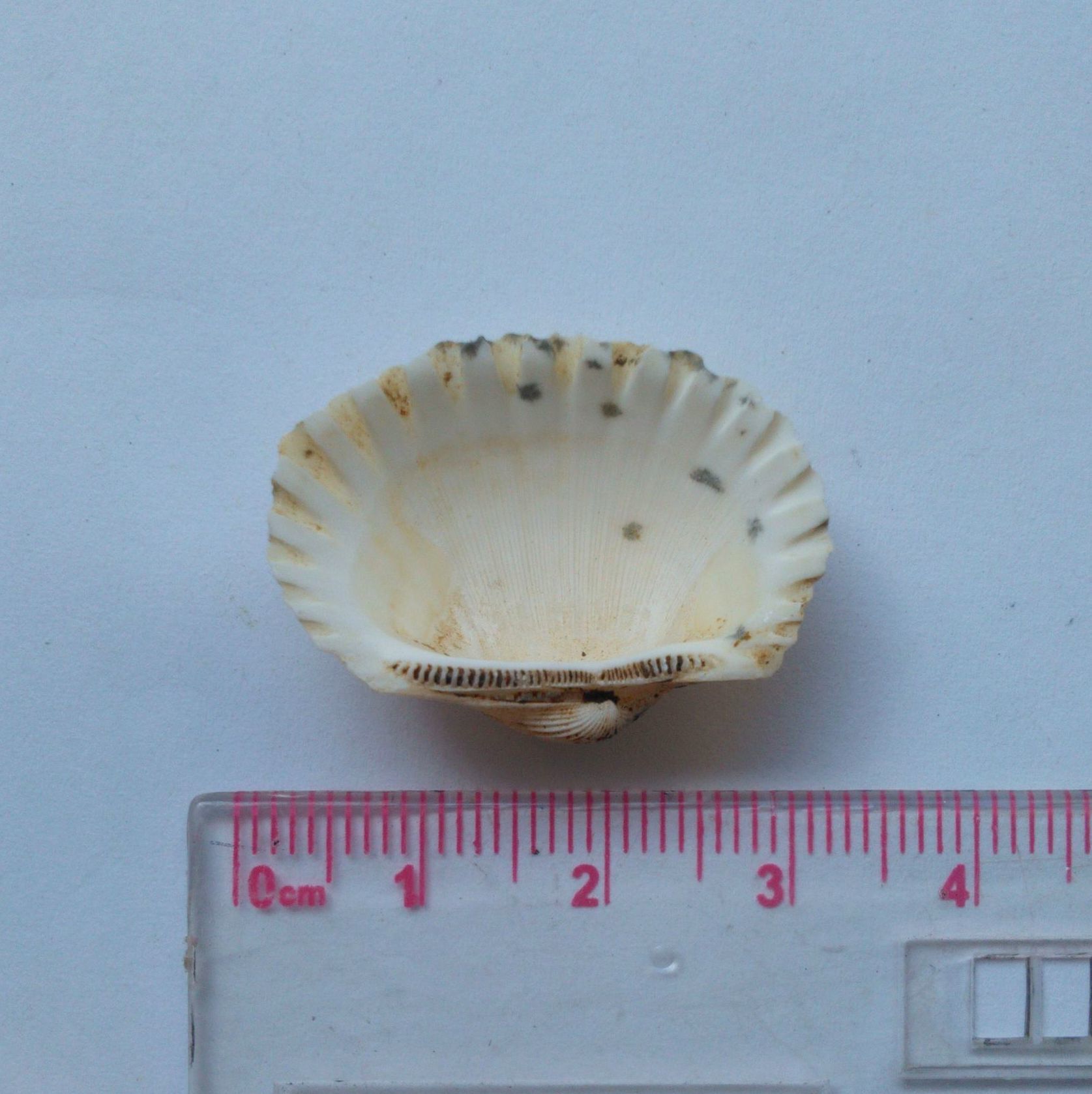 Tegillarca Iredale, 1939