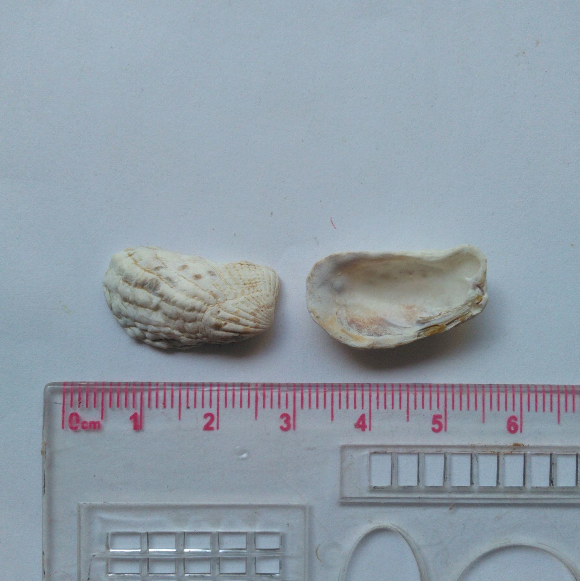 Cardita variegata Bruguière, 1792