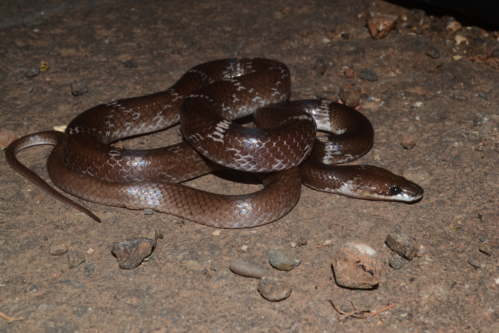 Indian Wolf Snake from Ghera Sinhagad, Maharashtra 411025, India on ...