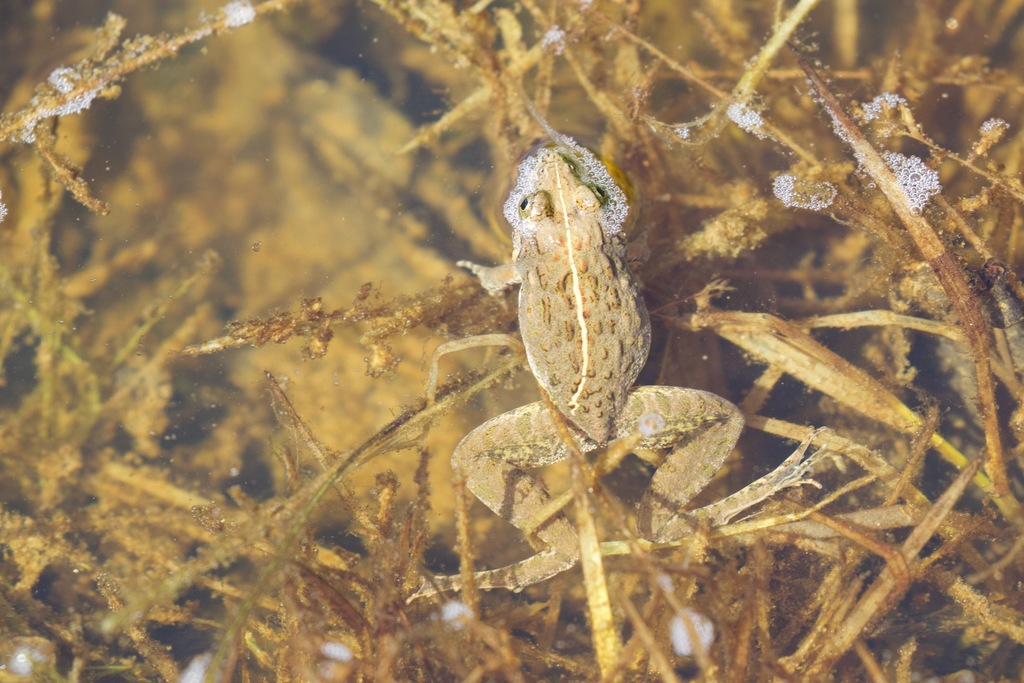 Nepal Wart Frog from Haibung, Nepal on July 3, 2020 at 03:36 PM by ...
