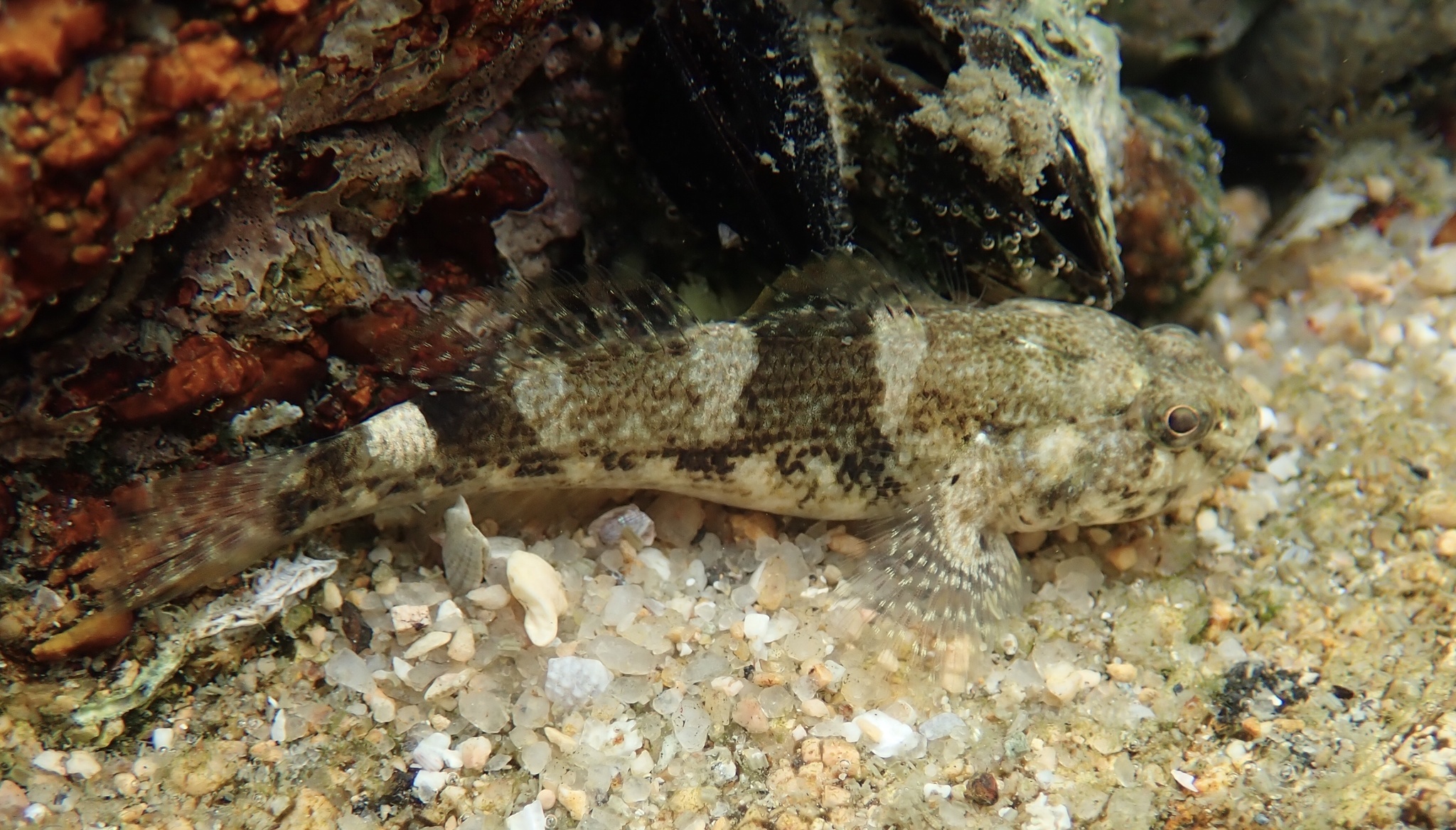 Bathygobius meggitti (Hora & Mukerji, 1936)