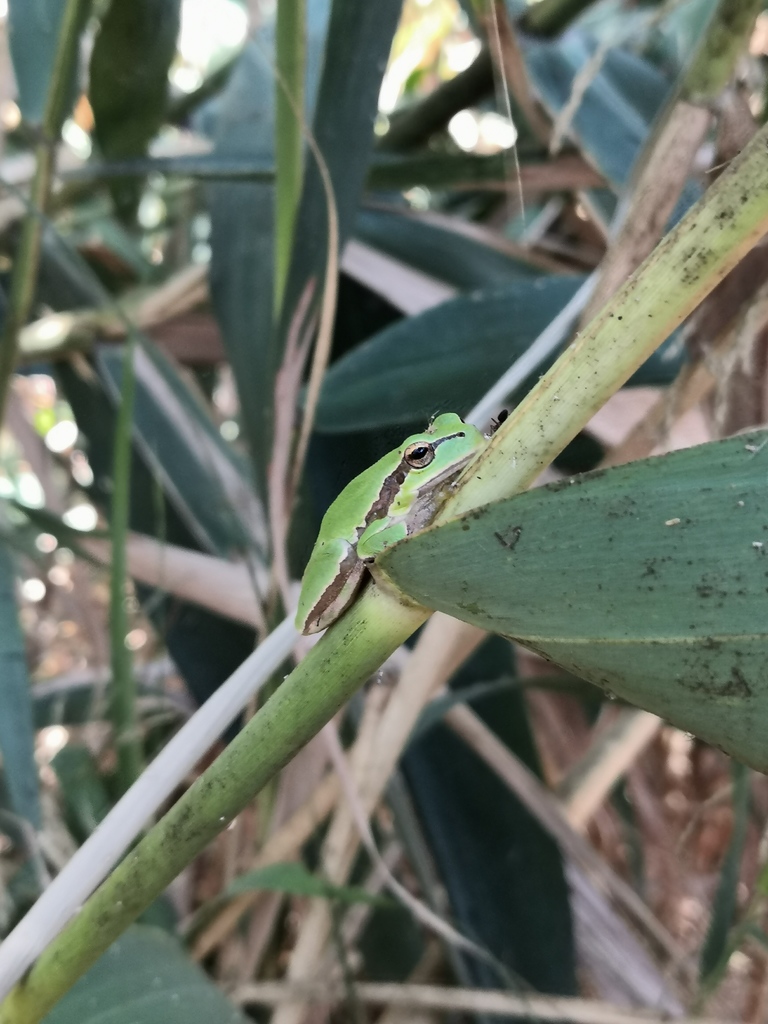 Eastern Tree Frog from Kós 853 00, Řecko on July 09, 2020 at 12:11 PM ...