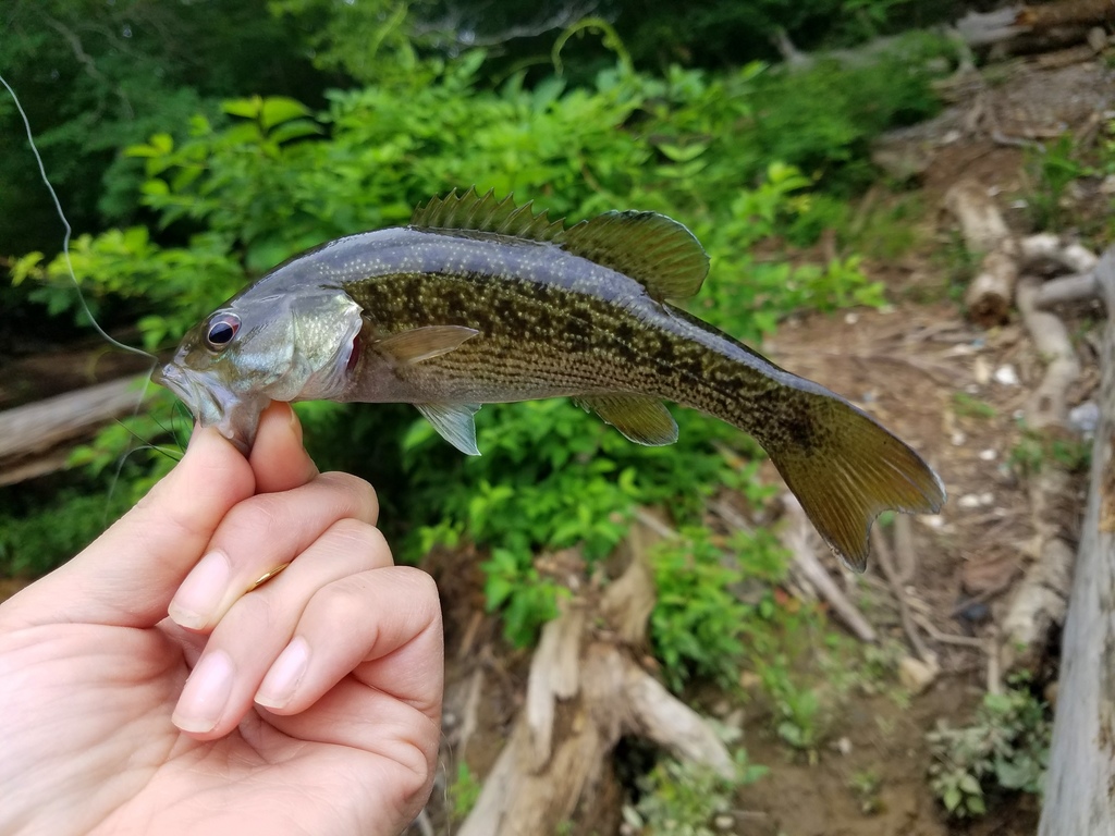 Cahaba Bass (Micropterus cahabae) - Marine Life Identification