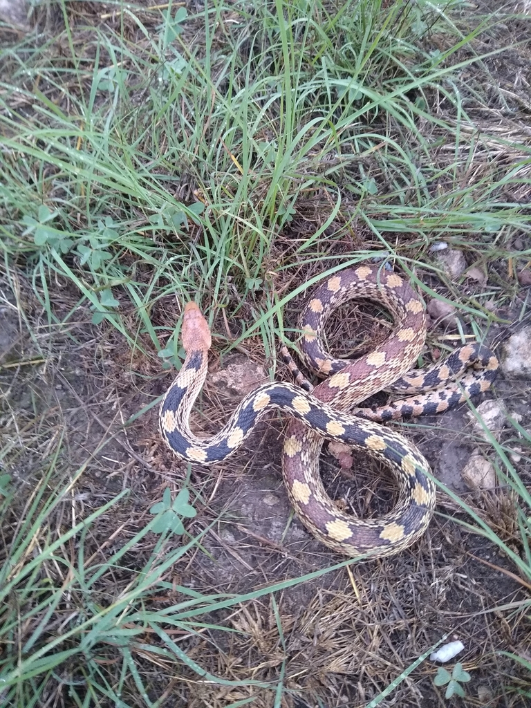 Mexican Bull Snake from Atotonilco de Tula, Hgo., México on July 9 ...
