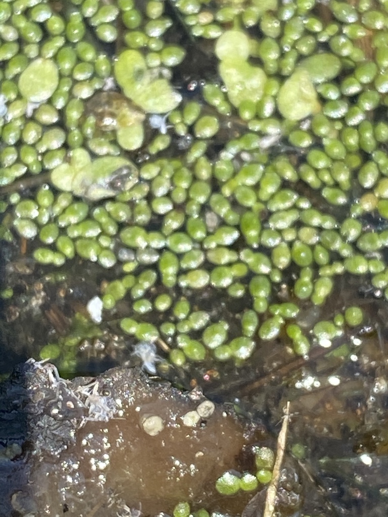 Brazilian watermeal from Massapequa Lake, Massapequa, NY, US on July 08 ...