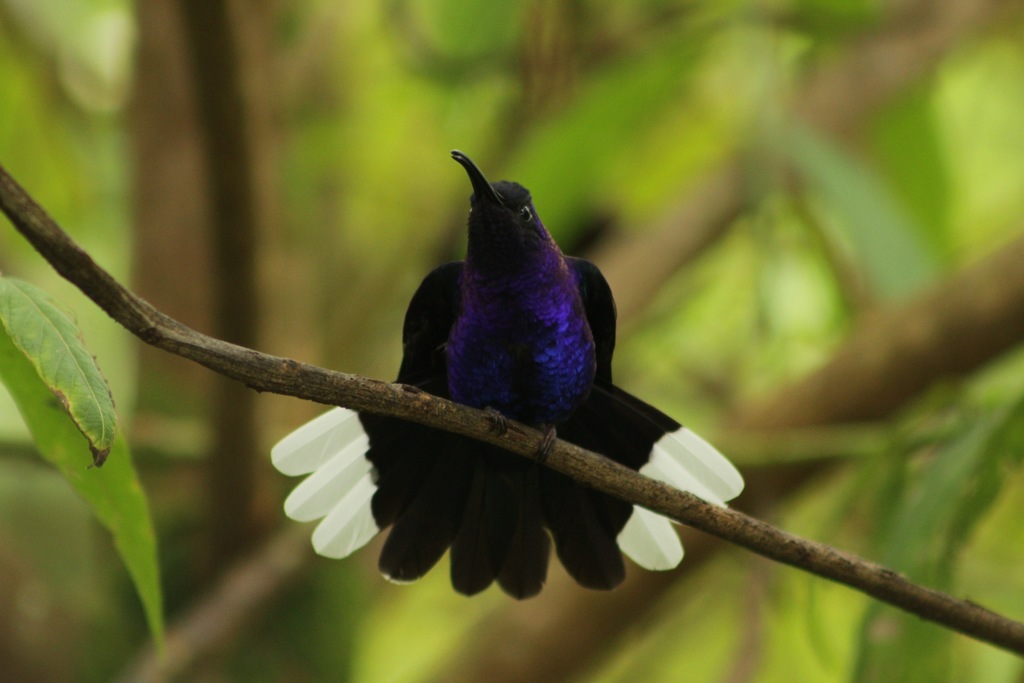 Violet Sabrewing (Campylopterus hemileucurus) - Avian Discovery