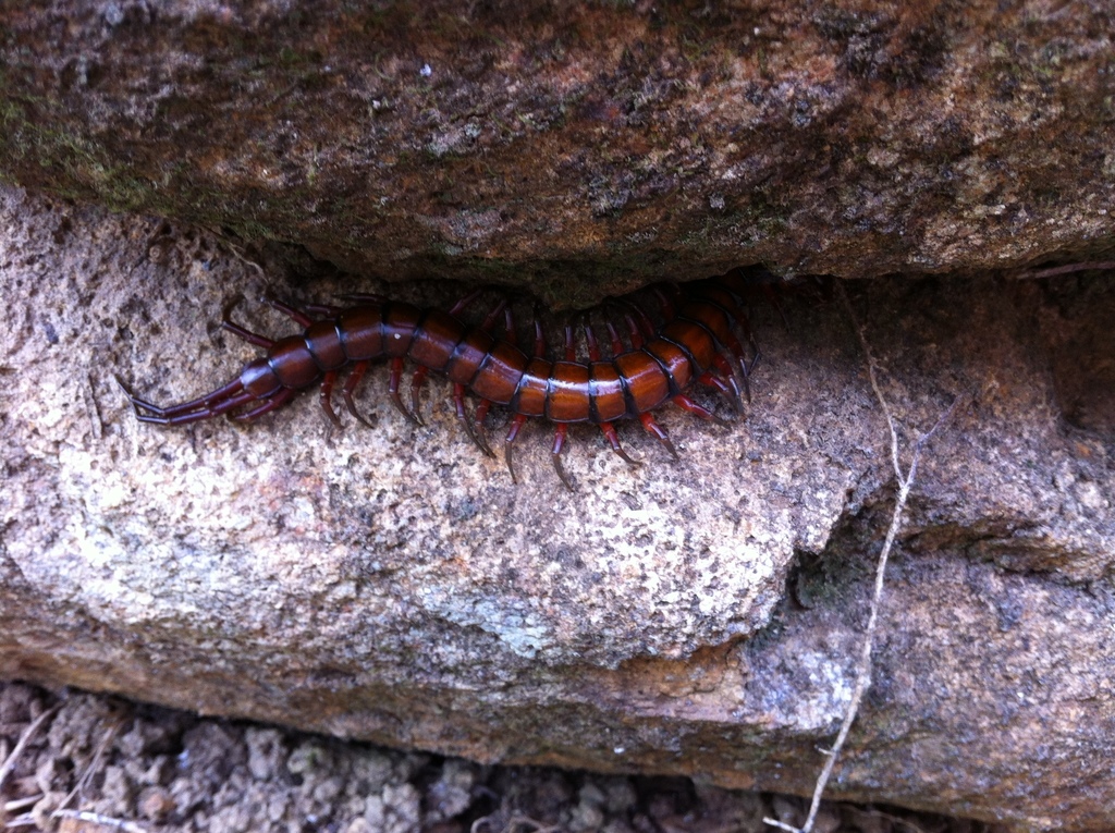 Pacific Giant Centipede from Dominica on March 18, 2013 by Jerry John ...