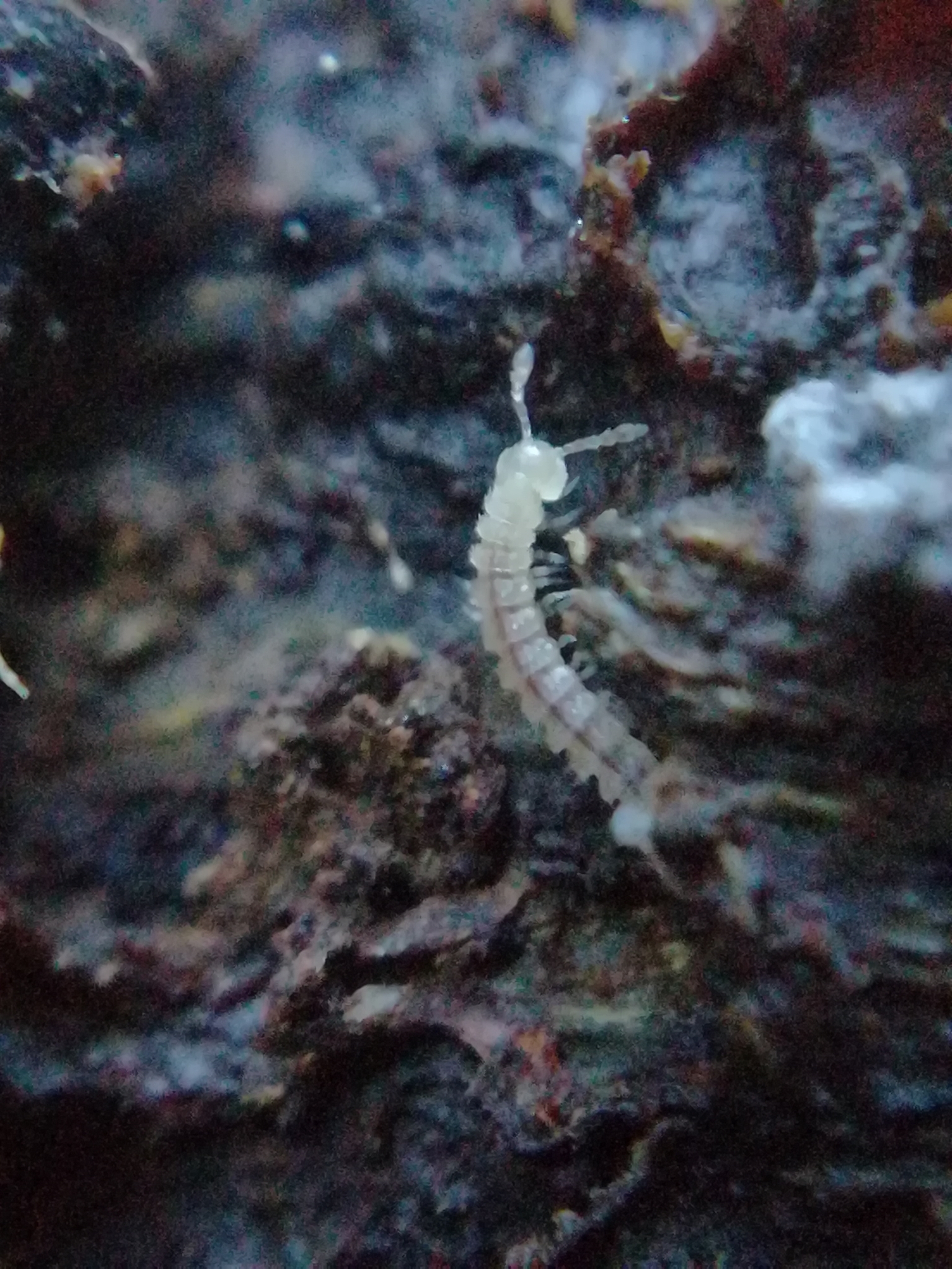 Brachydesmus superus Latzel, 1884