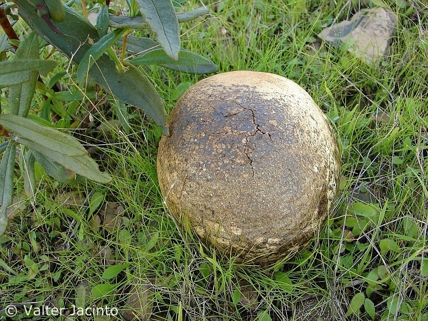 Pisolithus arhizus (Higher Fungi of the San Francisco Bay Area ...