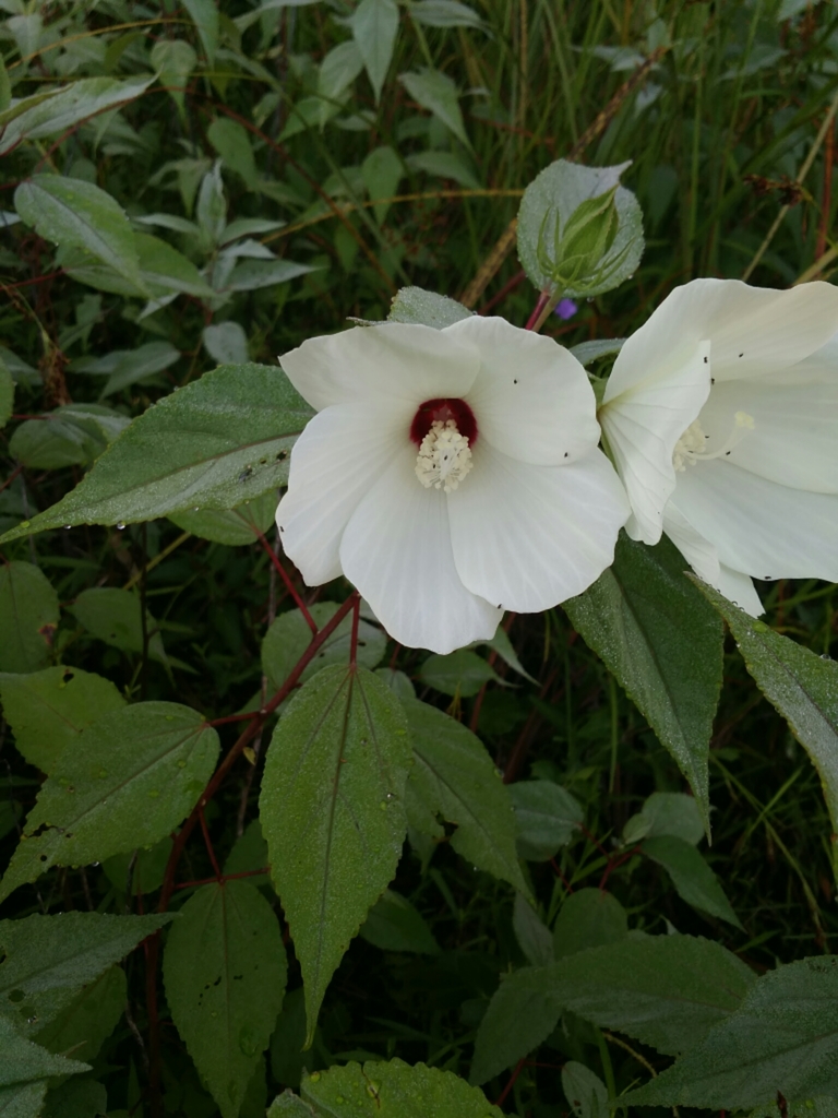 swamp rose mallow from Wakulla County, US-FL, US on June 10, 2017 at 08 ...